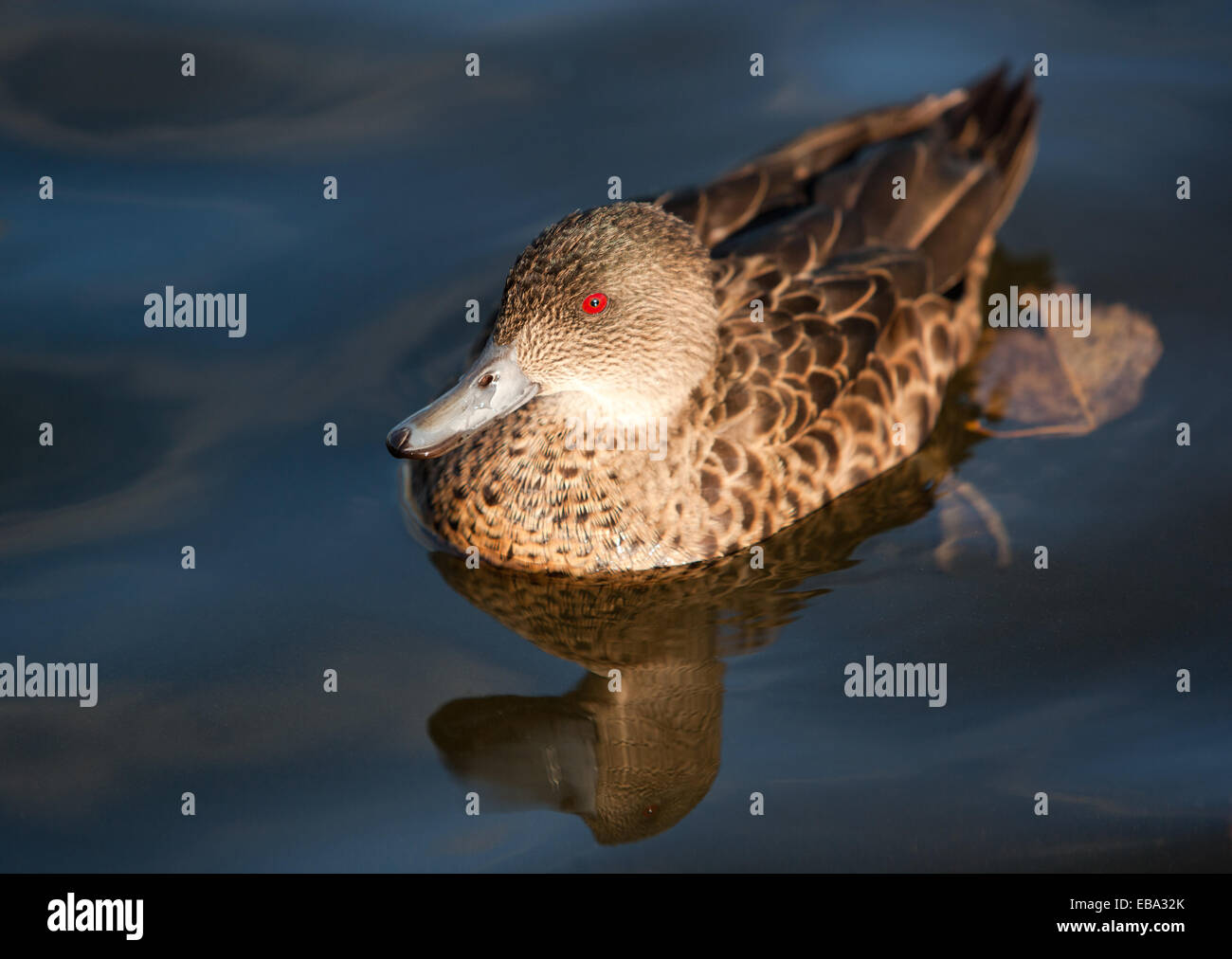Chestnut teal female duck Stock Photo - Alamy
