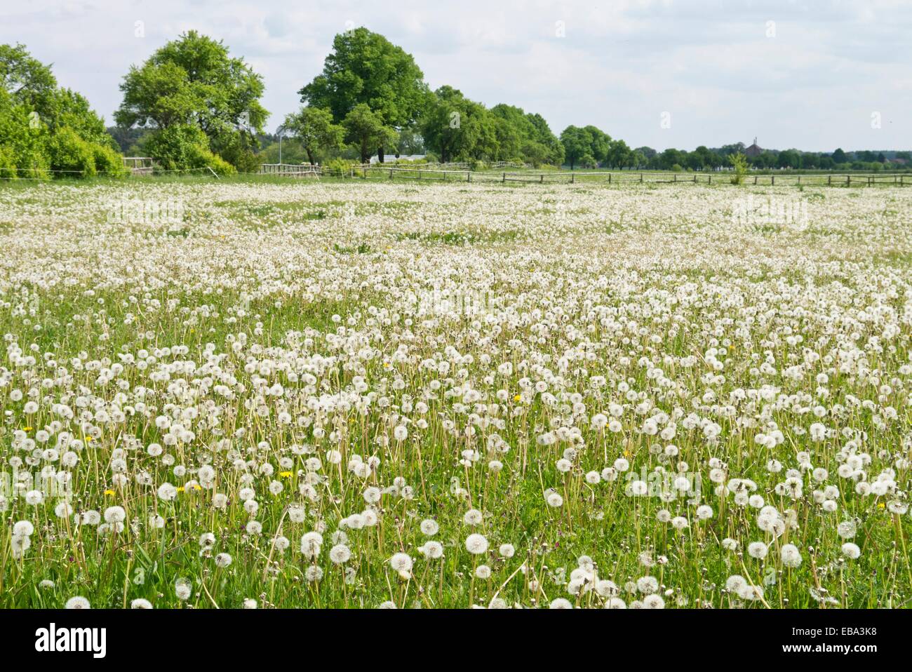 Common dandelion (Taraxacum officinale Stock Photo - Alamy