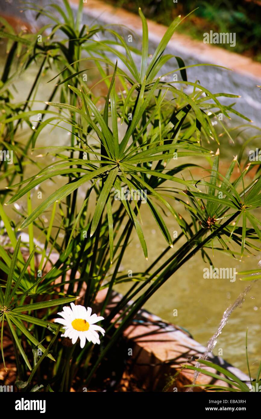 Papyrus Plant High Resolution Stock Photography and Images - Alamy