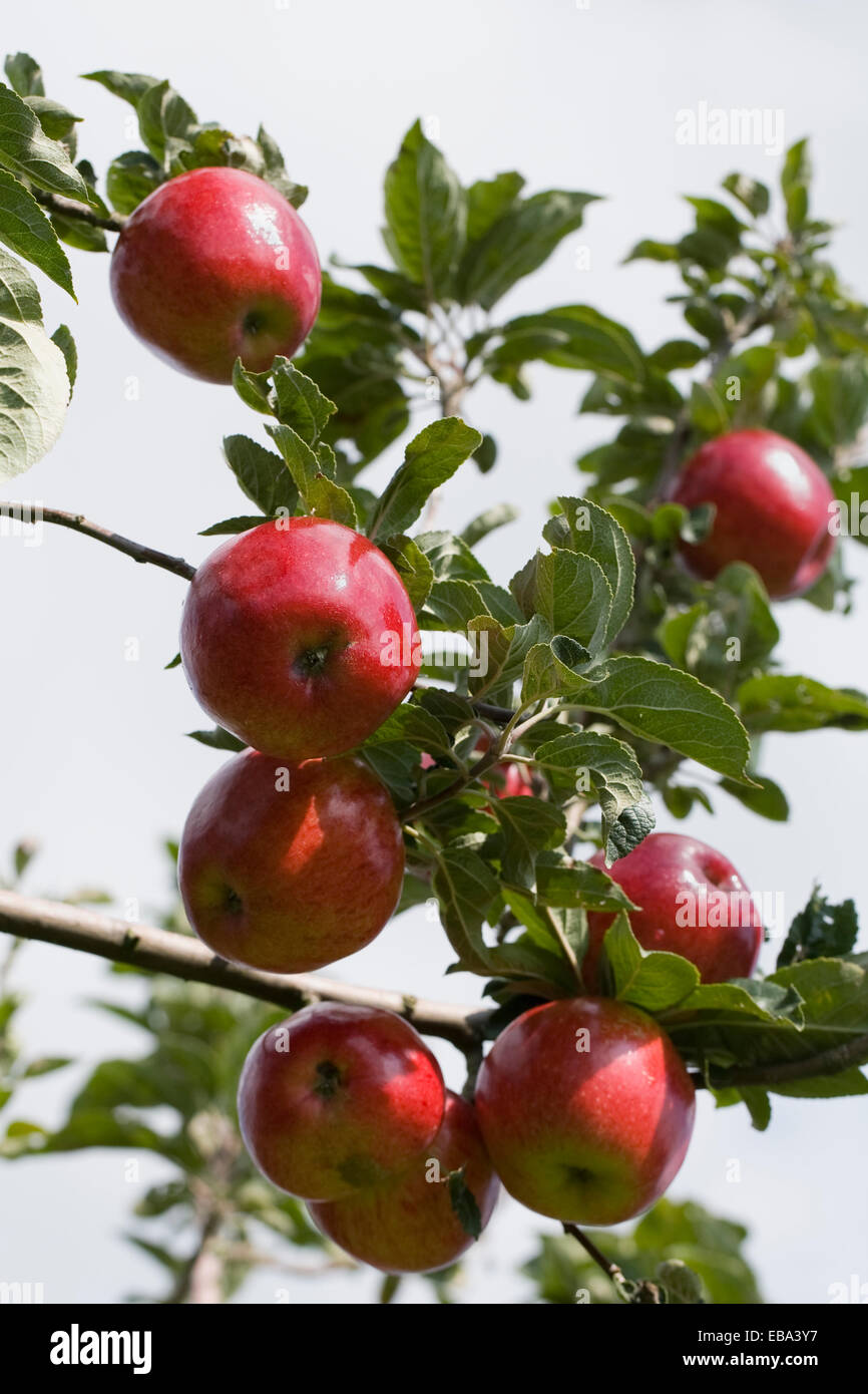 Norfolk apple tree hi-res stock photography and images - Alamy