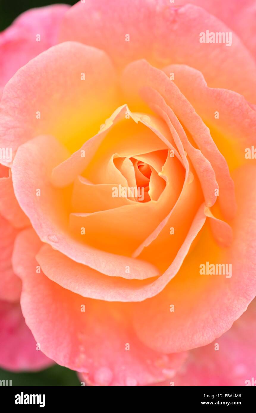 Rose (Rosa Inspiration Stock Photo - Alamy