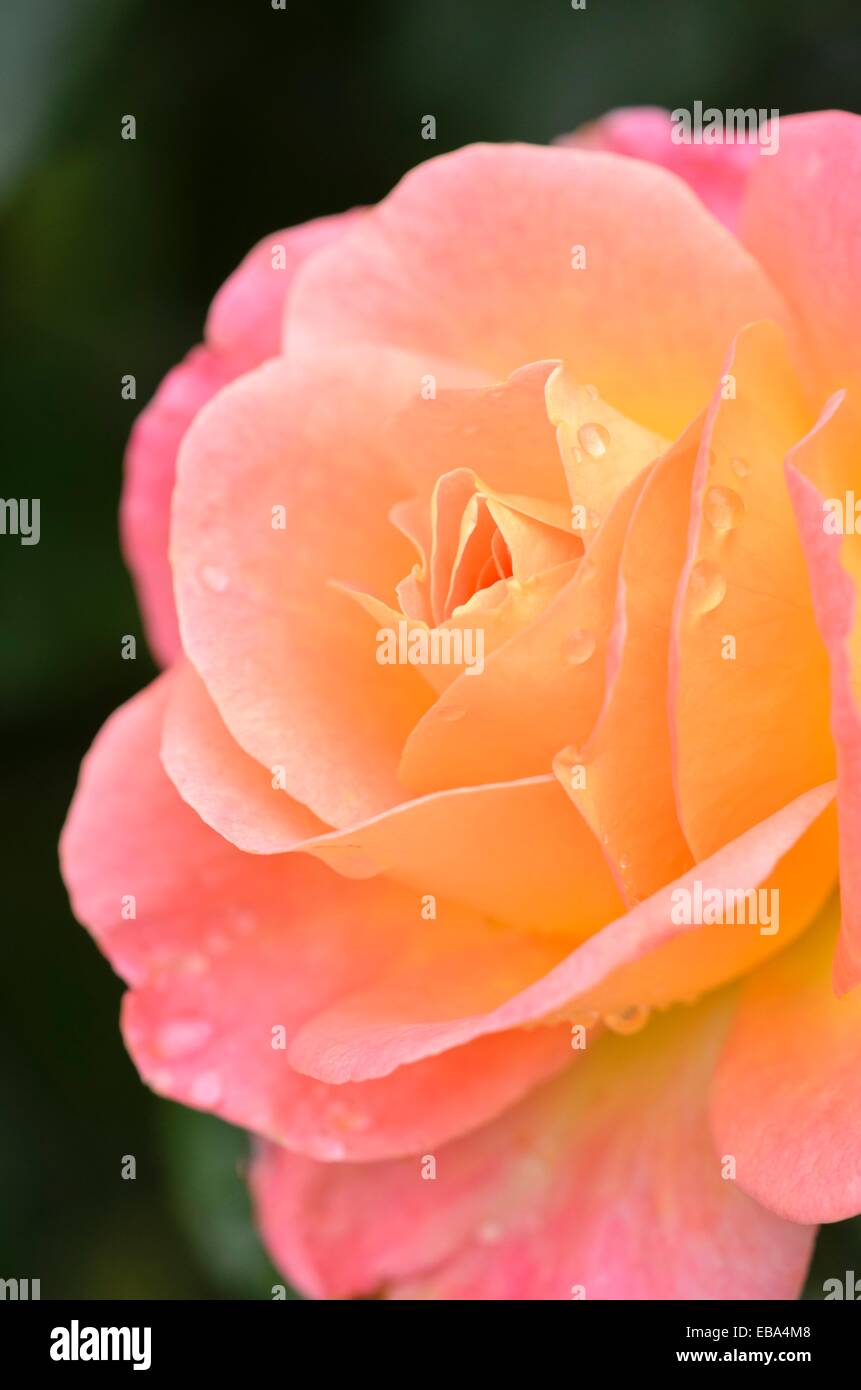 Rose (Rosa Inspiration Stock Photo - Alamy