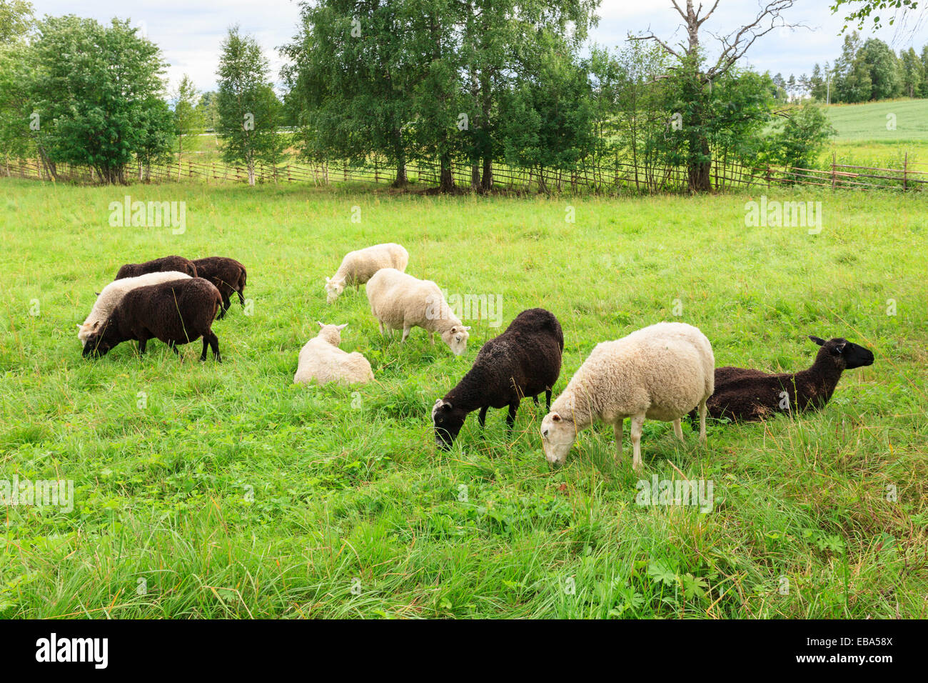 Sheep farming in finland hi-res stock photography and images - Alamy