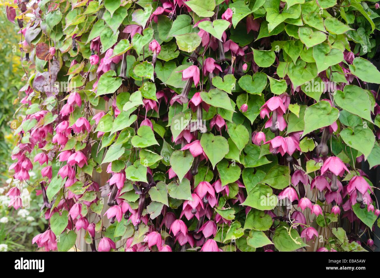 Purple bell vine (Rhodochiton atrosanguineum Stock Photo: 75826433 - Alamy