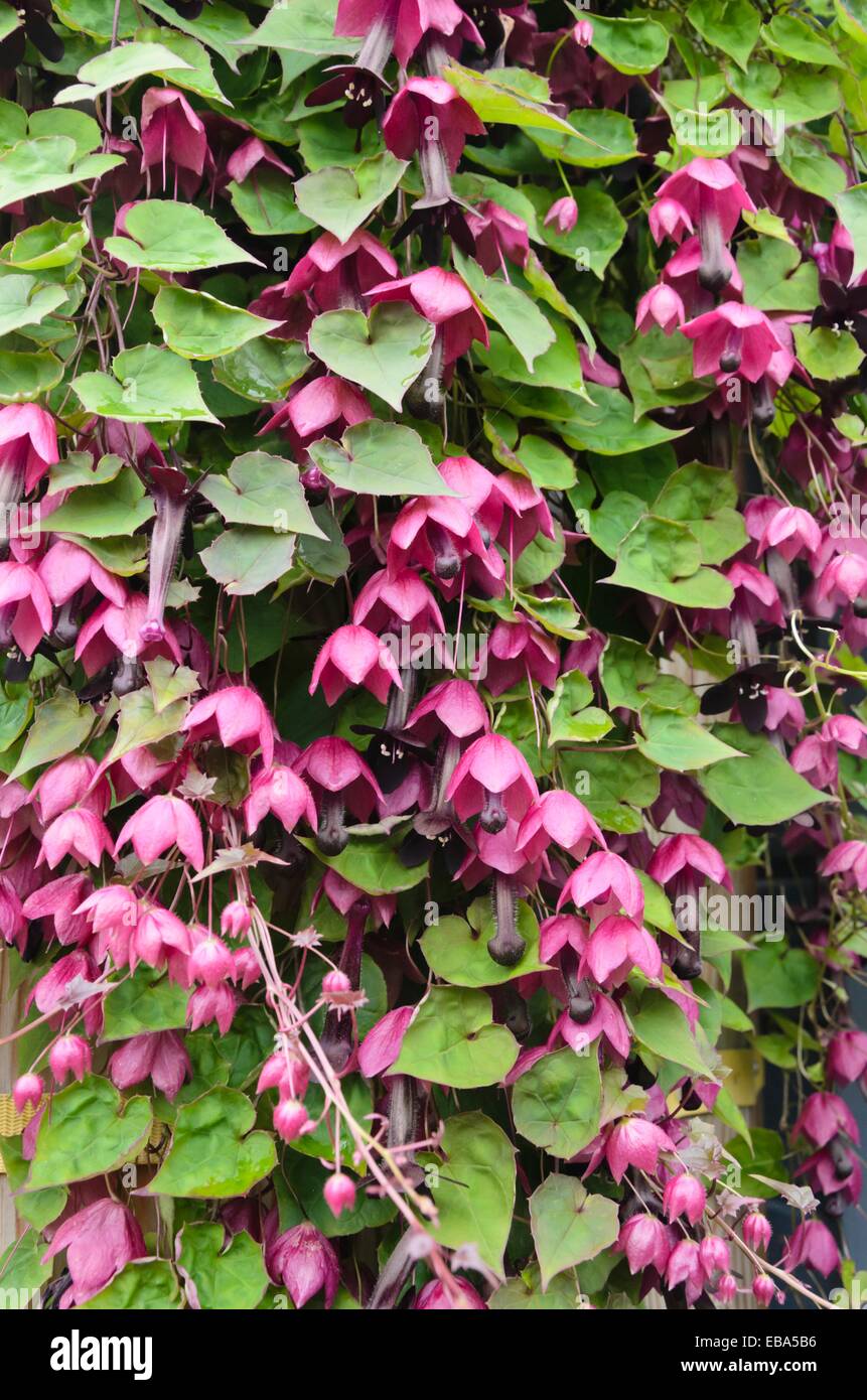 Purple bell vine (Rhodochiton atrosanguineum Stock Photo - Alamy