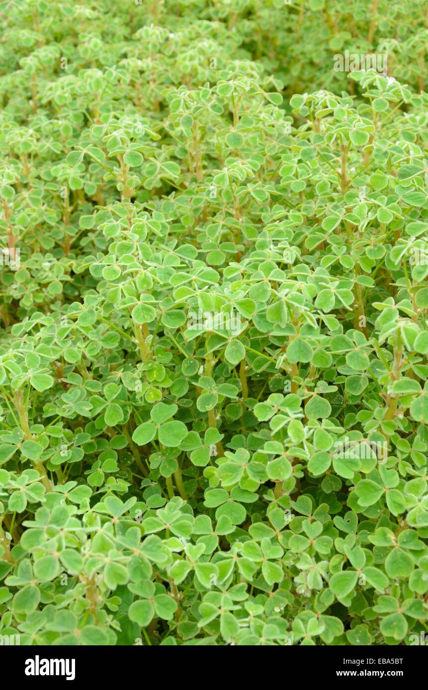 Sorrel (Oxalis tuberosa Stock Photo - Alamy