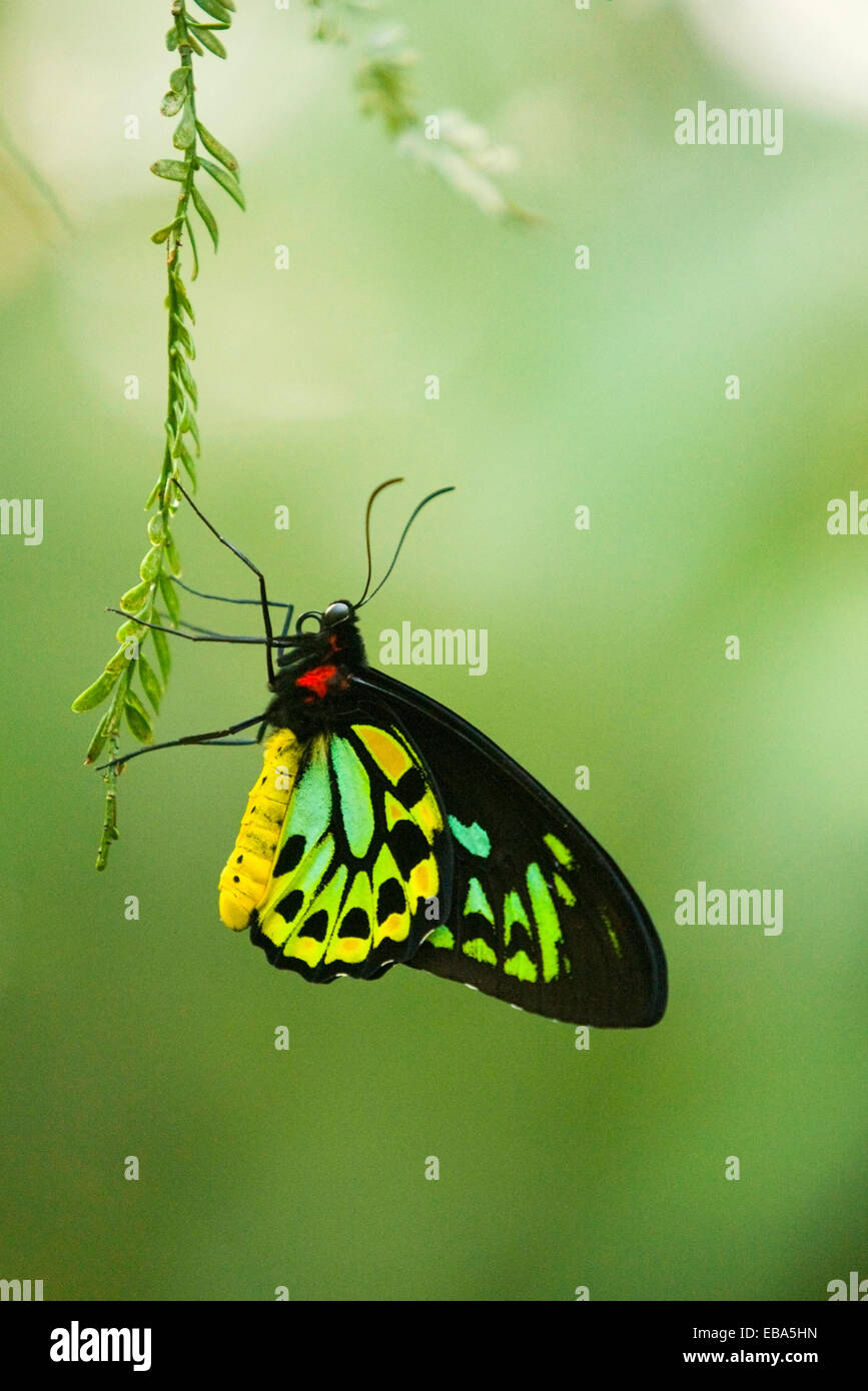 Cairns bird-winged Butterfly Stock Photo - Alamy