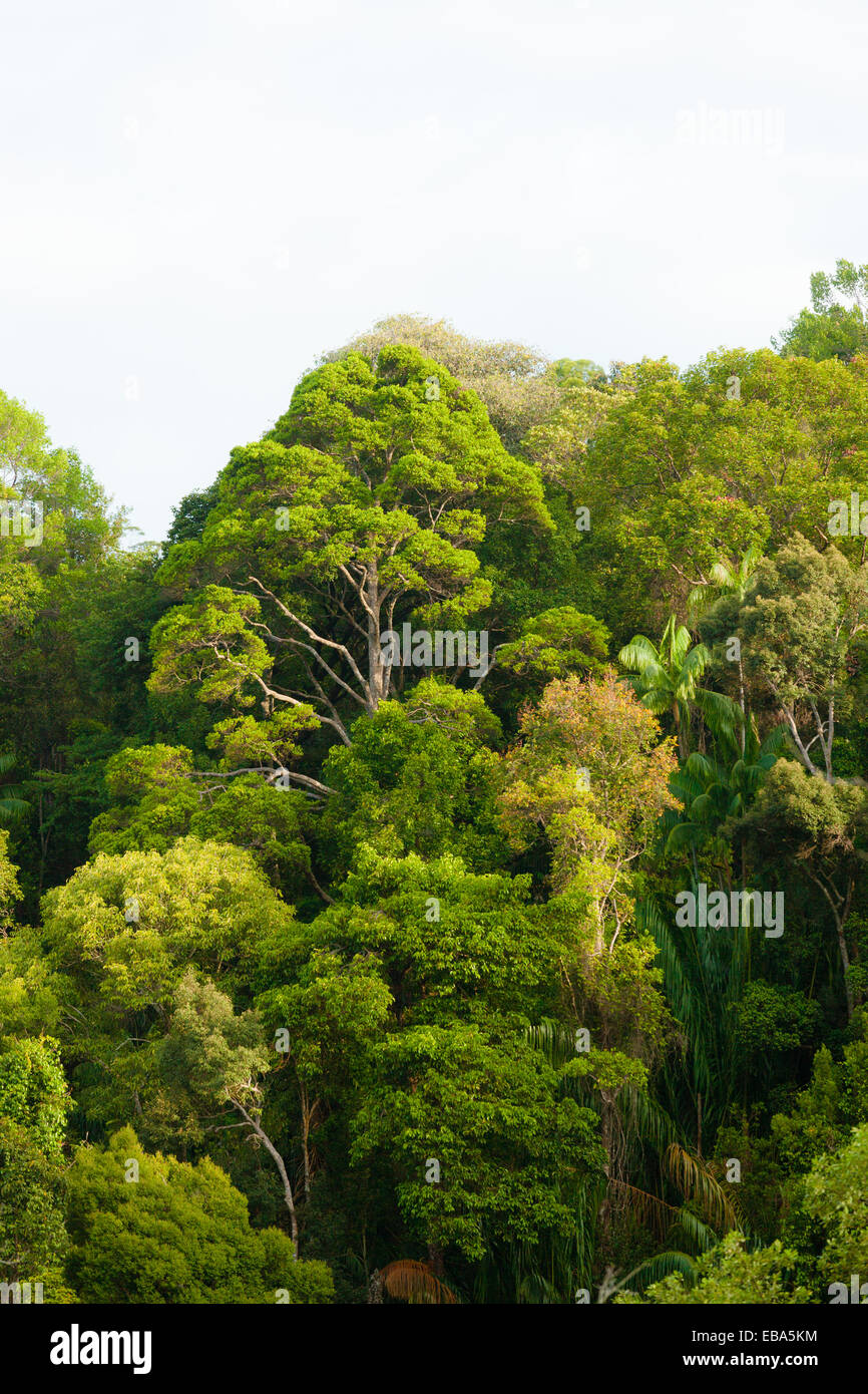 View of rainforest canopy Stock Photo - Alamy