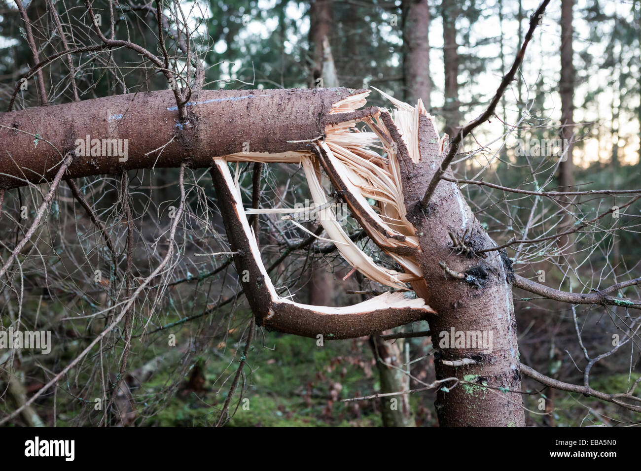 Snapped wood close up hi-res stock photography and images - Alamy