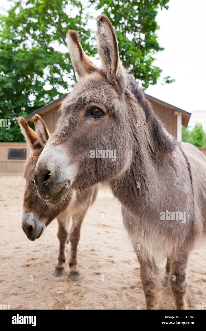Friendly donkey at zoo Stock Photo - Alamy