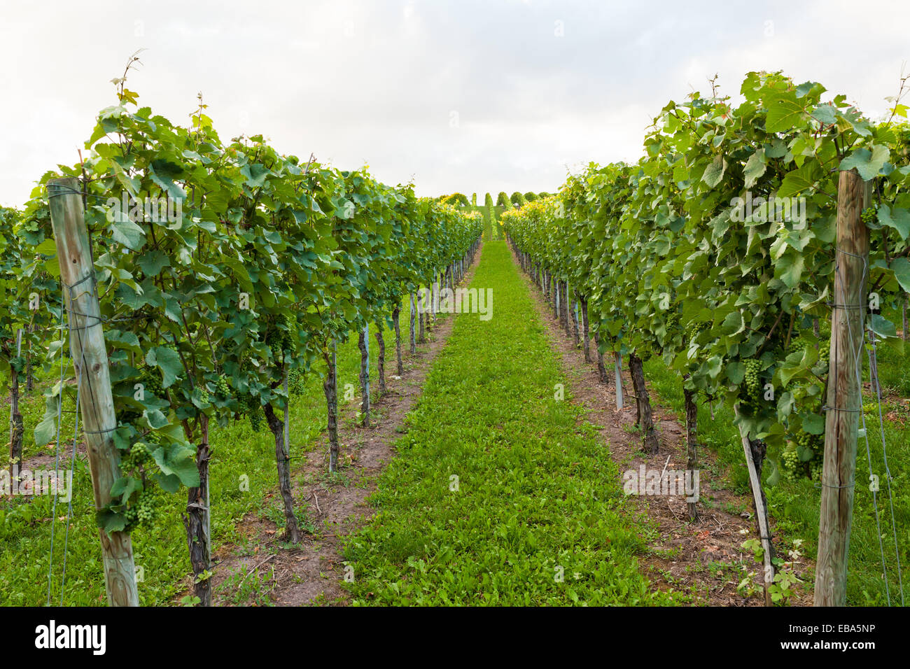 Vineyard vines stuttgart vine grape hi-res stock photography and images ...