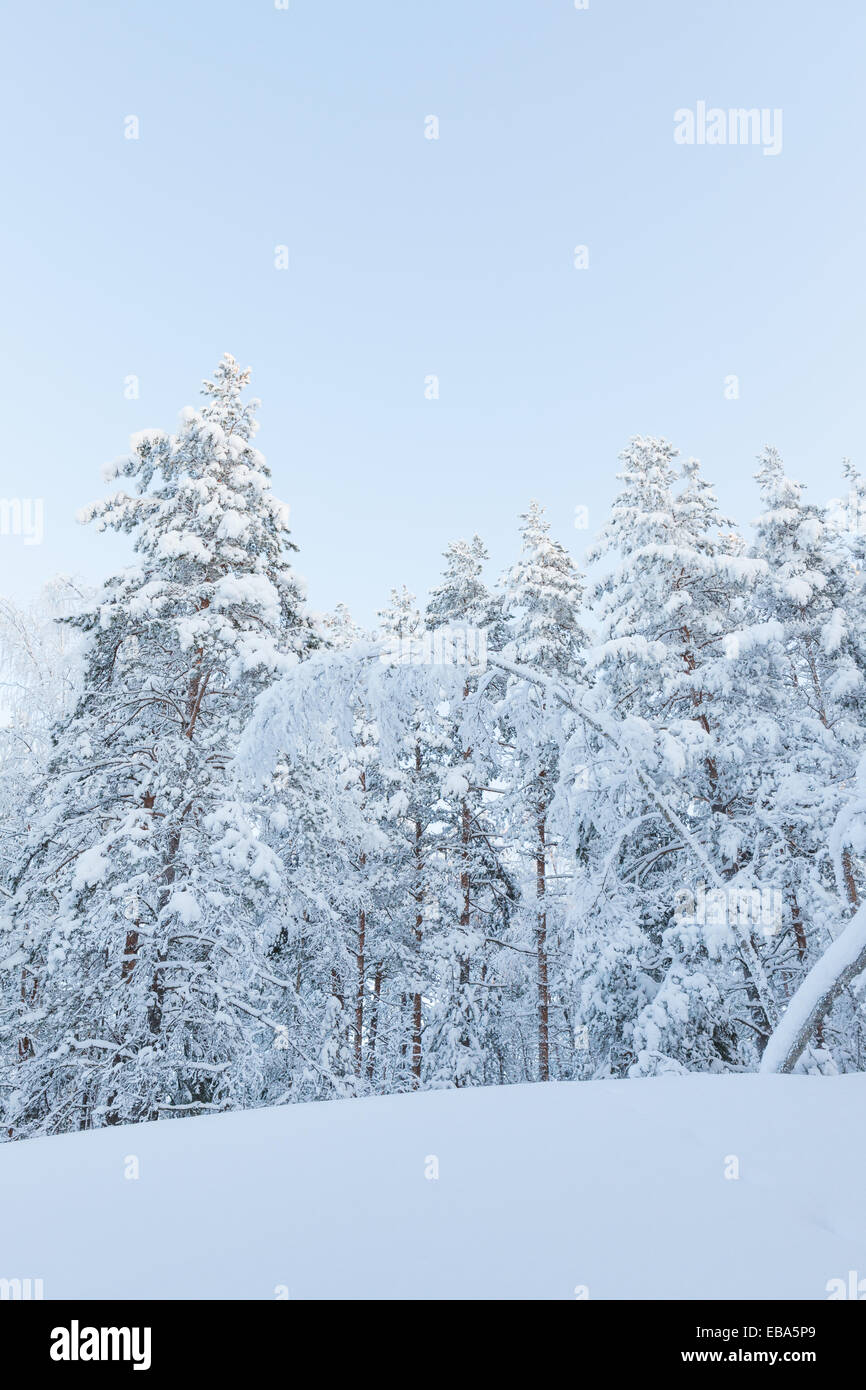 Snowy forest at winter and clear sky Stock Photo - Alamy