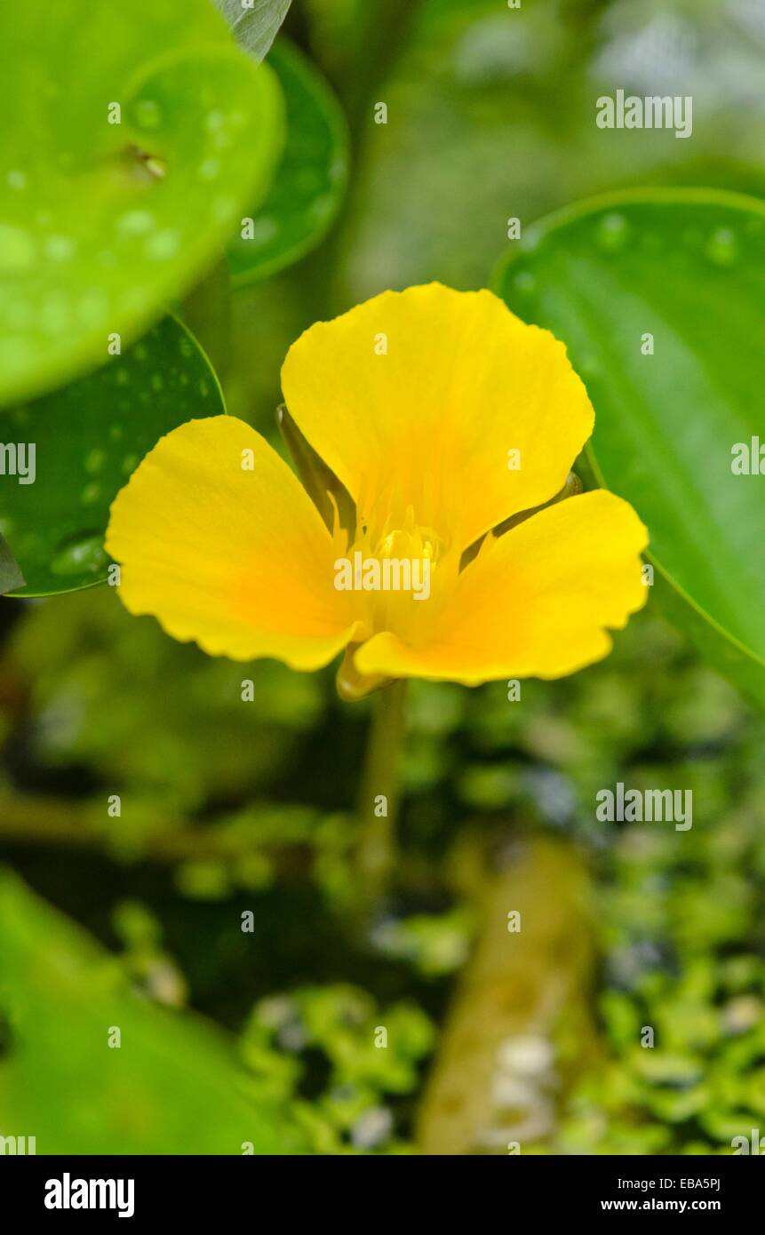 Water poppy (Hydrocleys martii Stock Photo - Alamy