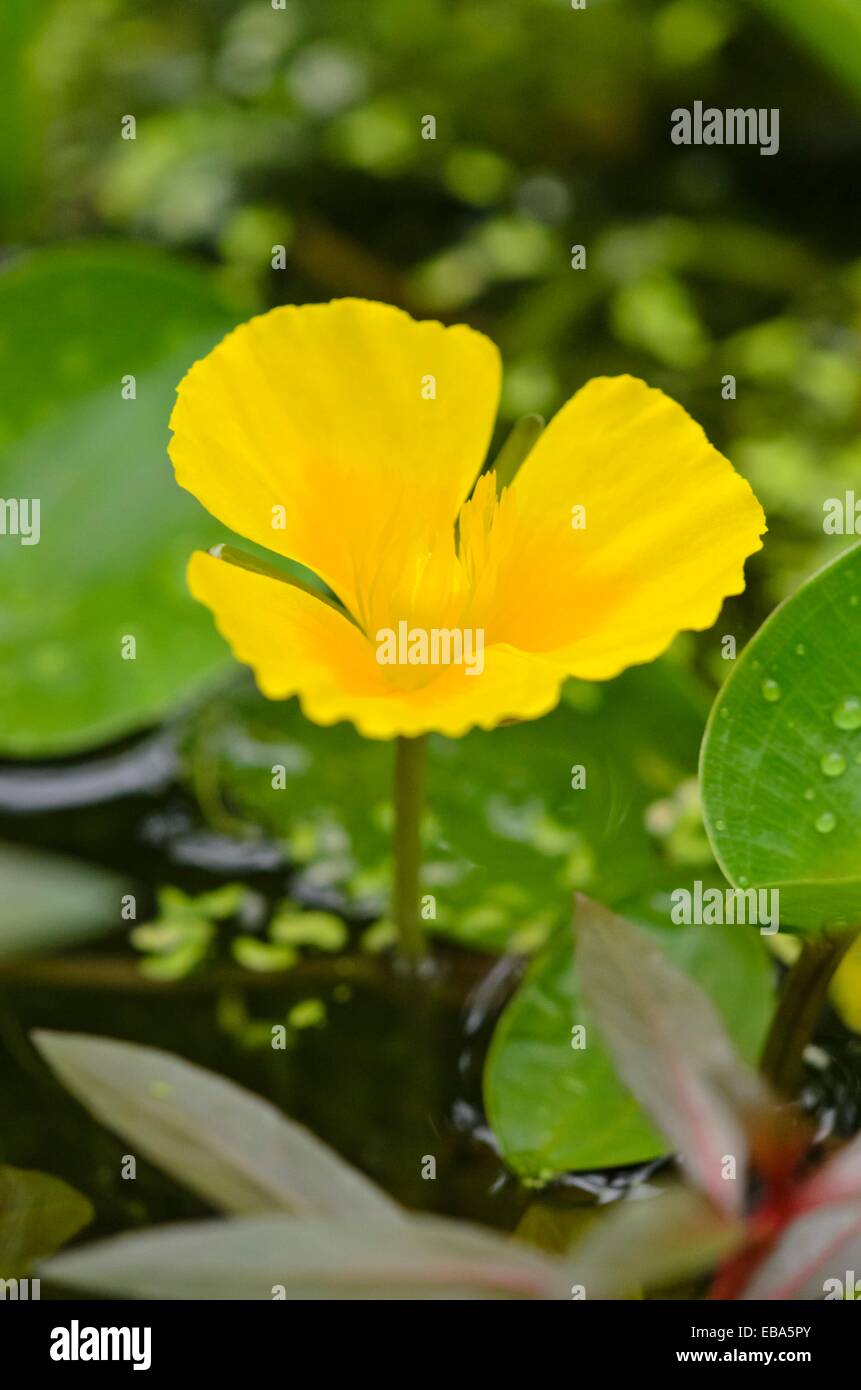 Martii hi-res stock photography and images - Alamy