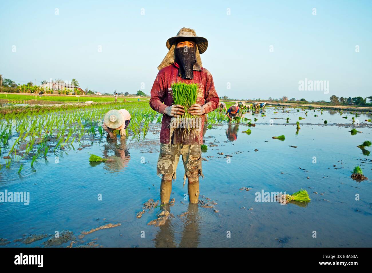 Rice paddy field, Chiang Rai Province, Thailand Stock Photo - Alamy