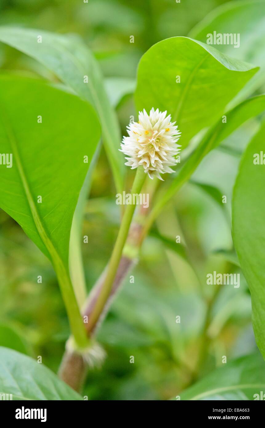 Parrot leaf (Alternanthera aquatica Stock Photo - Alamy