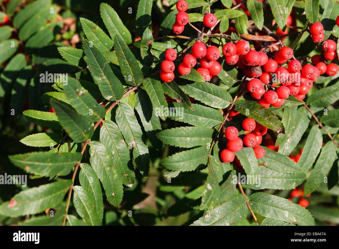 rowan berries ripening on tree close-up Stock Photo - Alamy