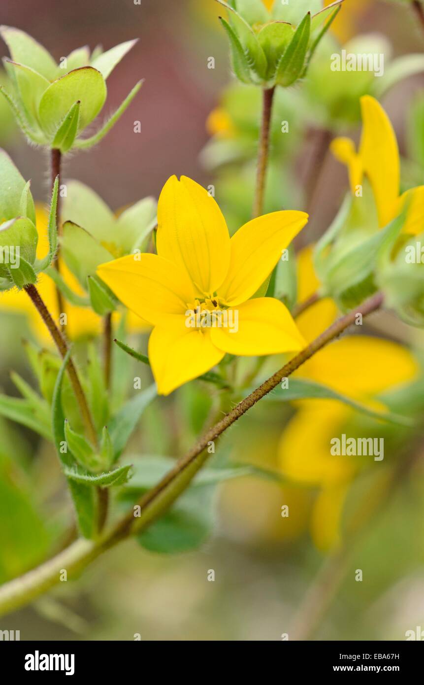 Texas flora hi-res stock photography and images - Alamy