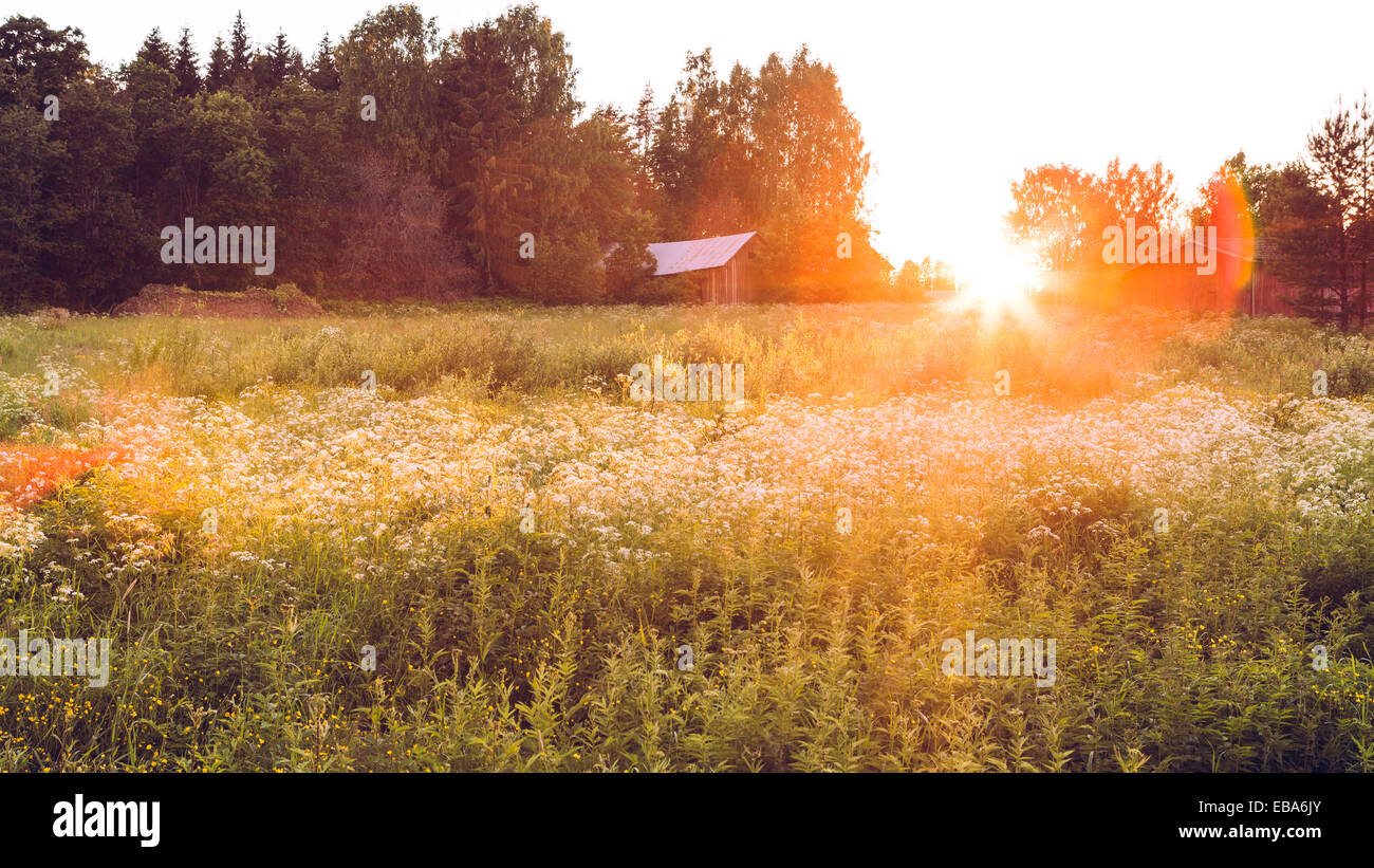 Meadow landscape at sunset and big lens flare Stock Photo - Alamy