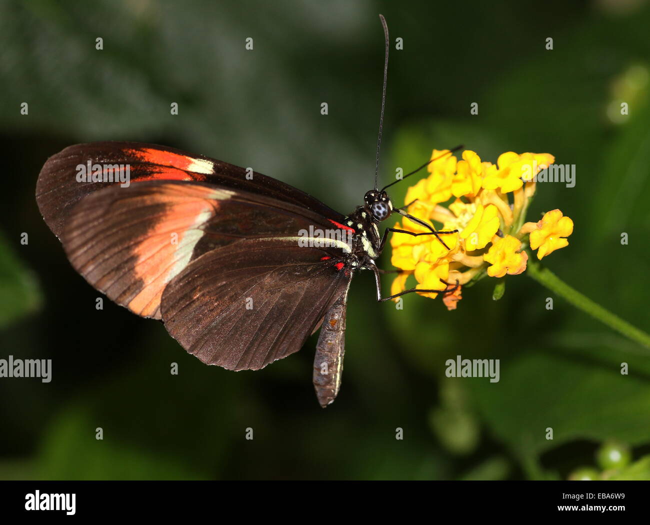 South American Heliconius heurippa butterfly, hybrid of Heliconius ...
