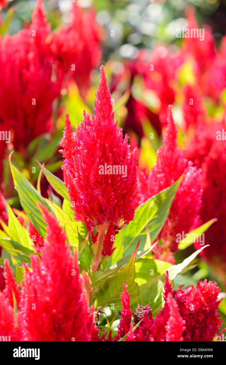 Plume cockscomb hi-res stock photography and images - Alamy