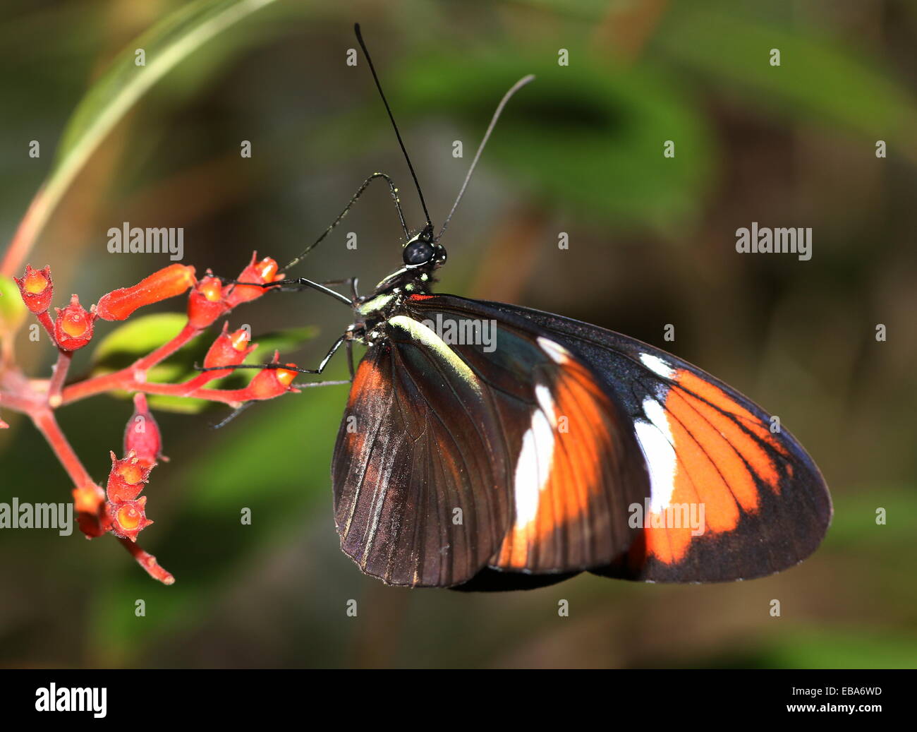 South American Heliconius heurippa butterfly, hybrid of Heliconius ...