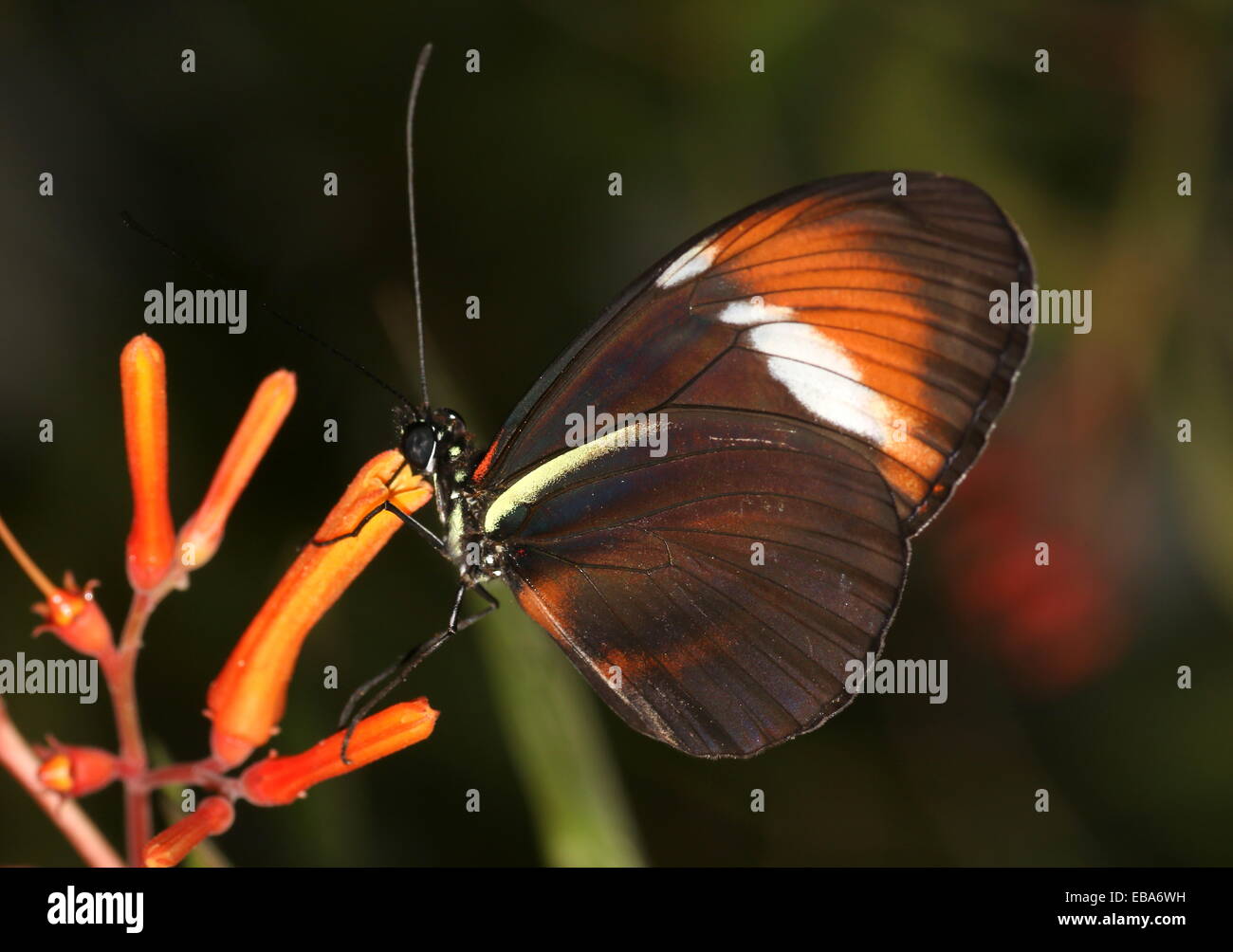 South American Heliconius heurippa butterfly, hybrid of Heliconius ...