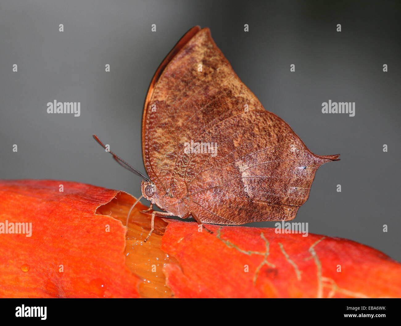 South American Noble Leafwing butterfly (Fountainea nobilis Stock Photo ...