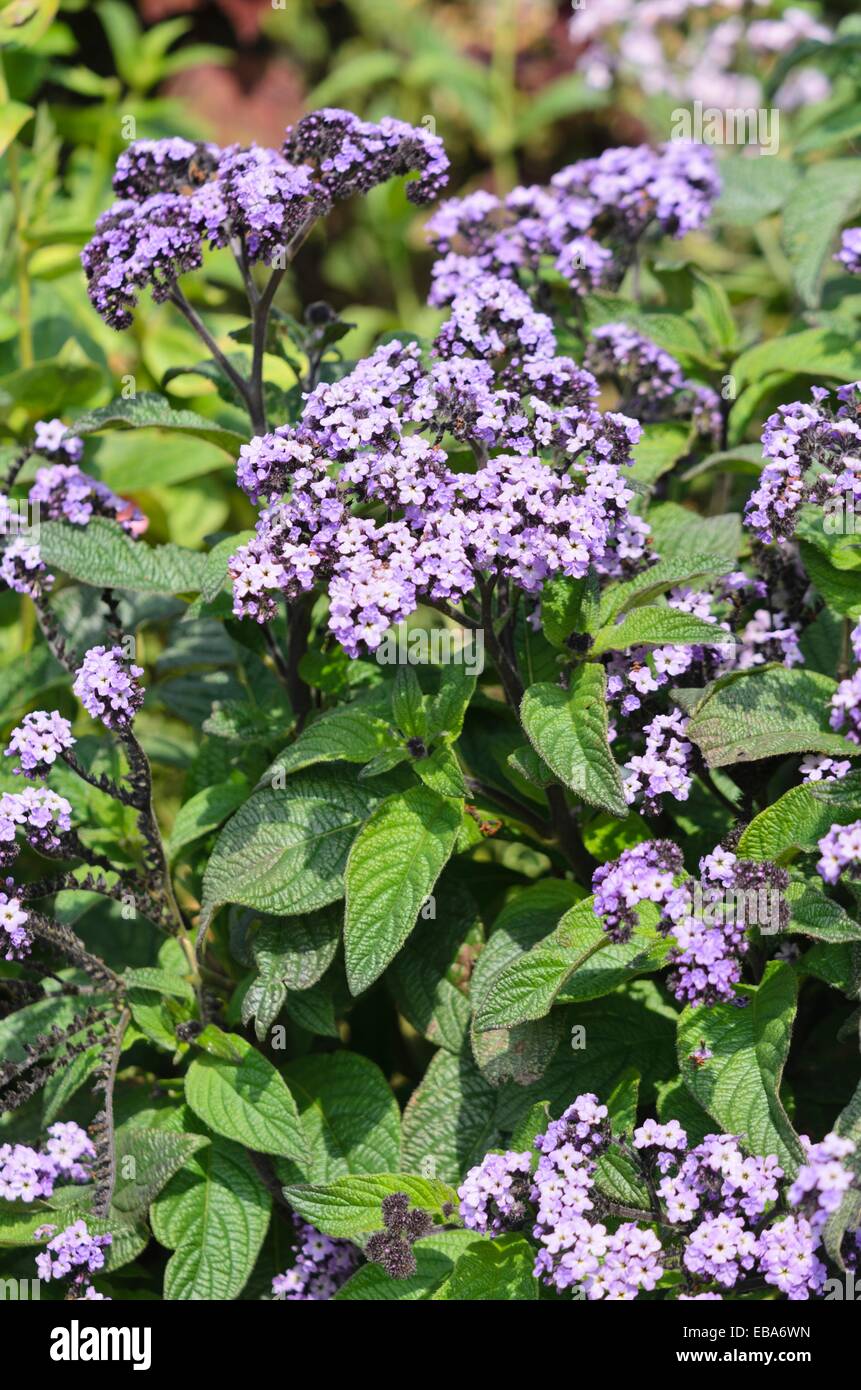 Heliotrope nautilus hi-res stock photography and images - Alamy