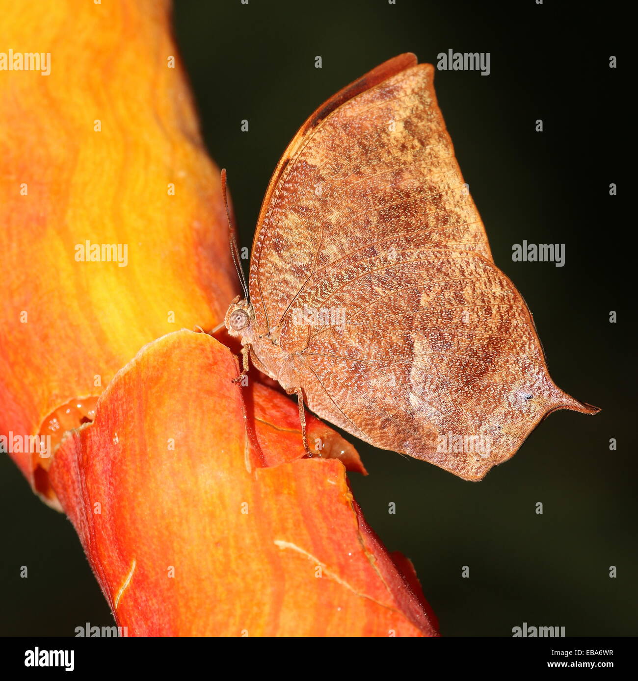 South American Noble Leafwing butterfly (Fountainea nobilis Stock Photo ...