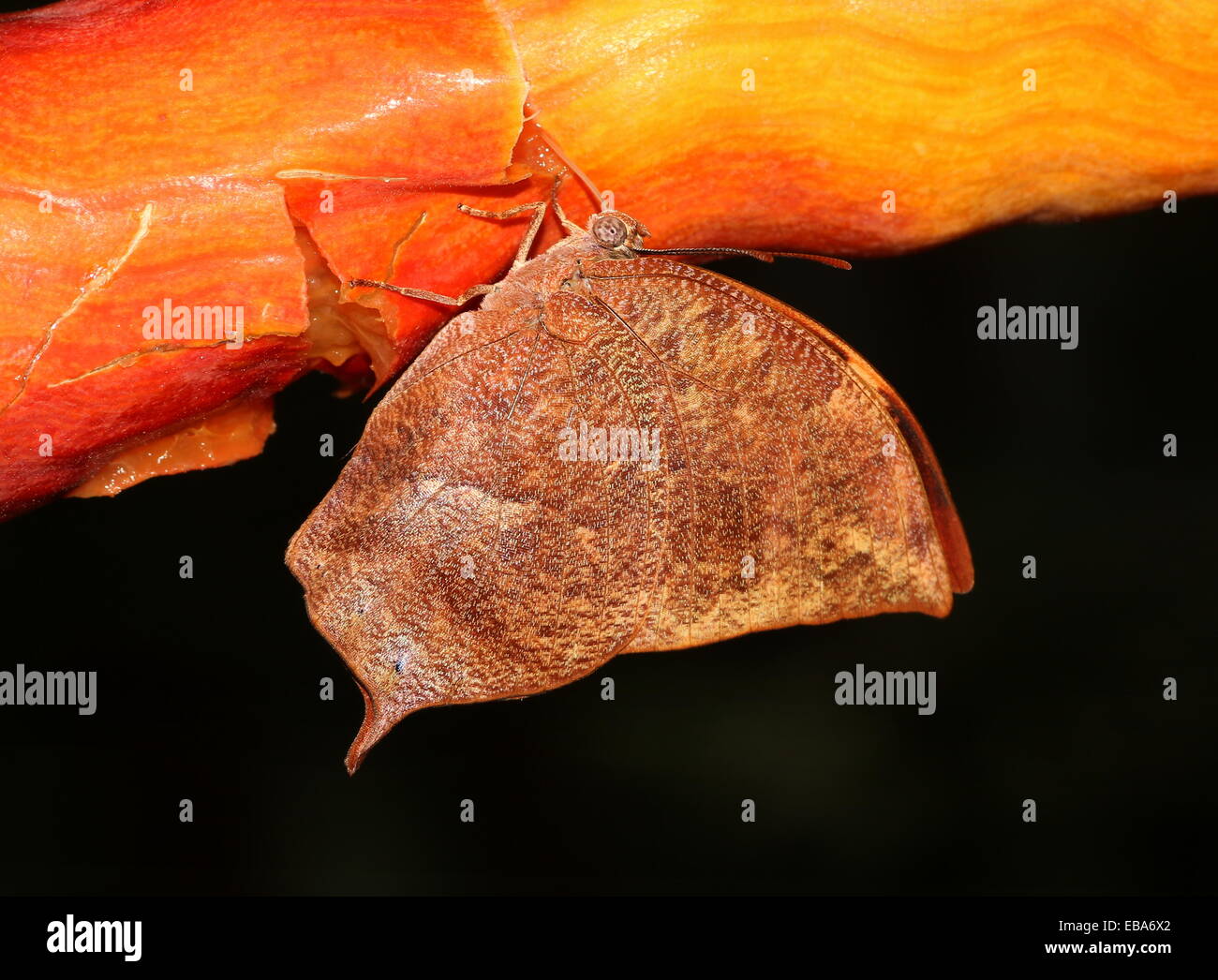 South American Noble Leafwing butterfly (Fountainea nobilis Stock Photo ...