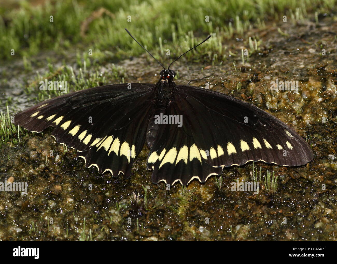 Gold Rim Swallowtail Butterfly (Battus polydamas), dorsal view Stock ...