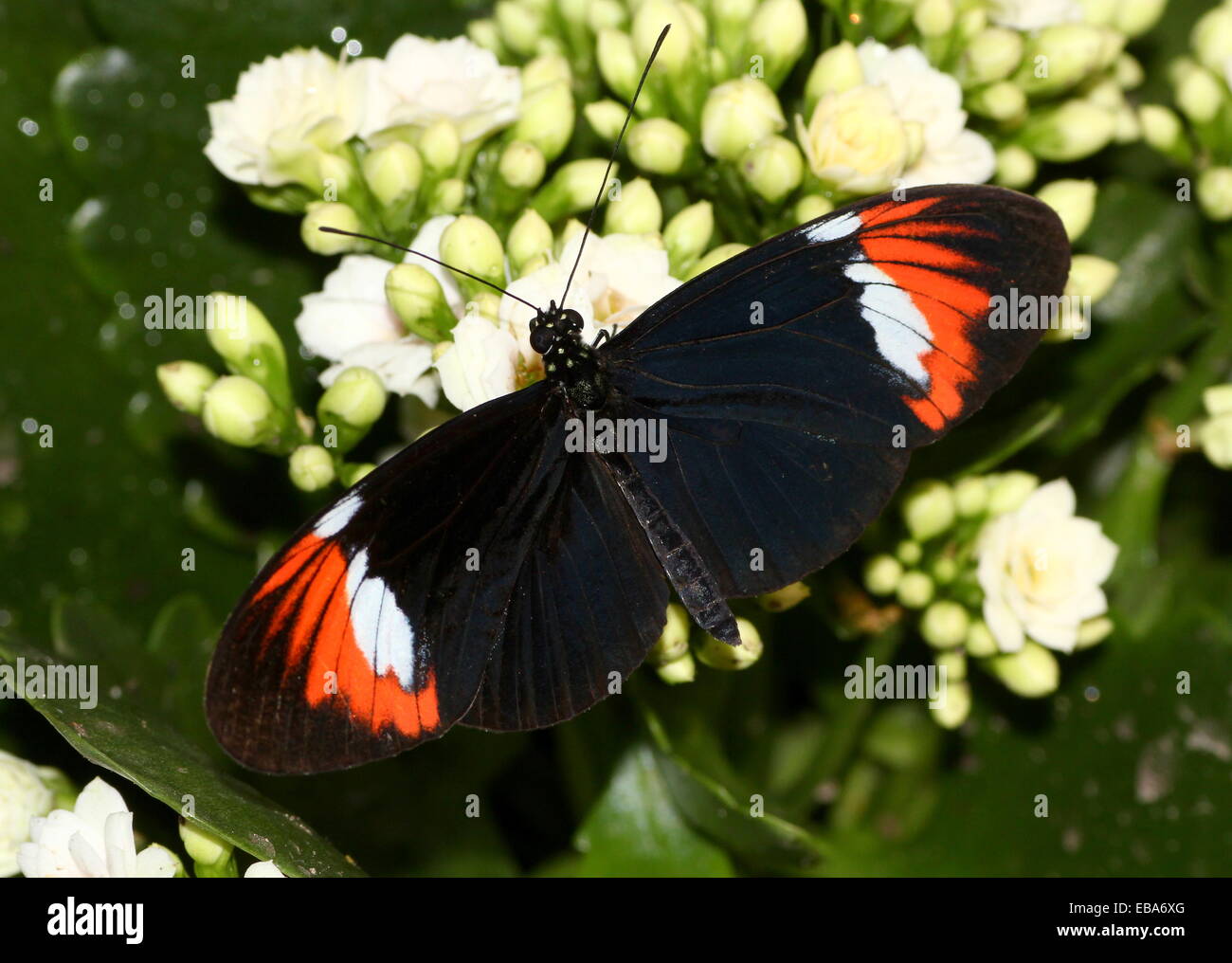 South American Heliconius heurippa butterfly, considered a hybrid of ...