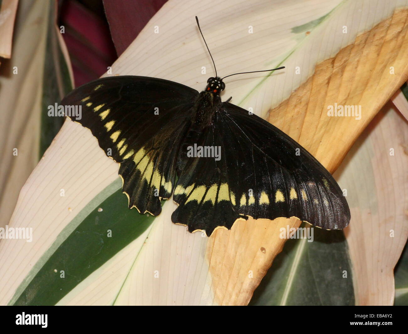 Gold Rim Swallowtail Butterfly (Battus polydamas), dorsal view Stock ...