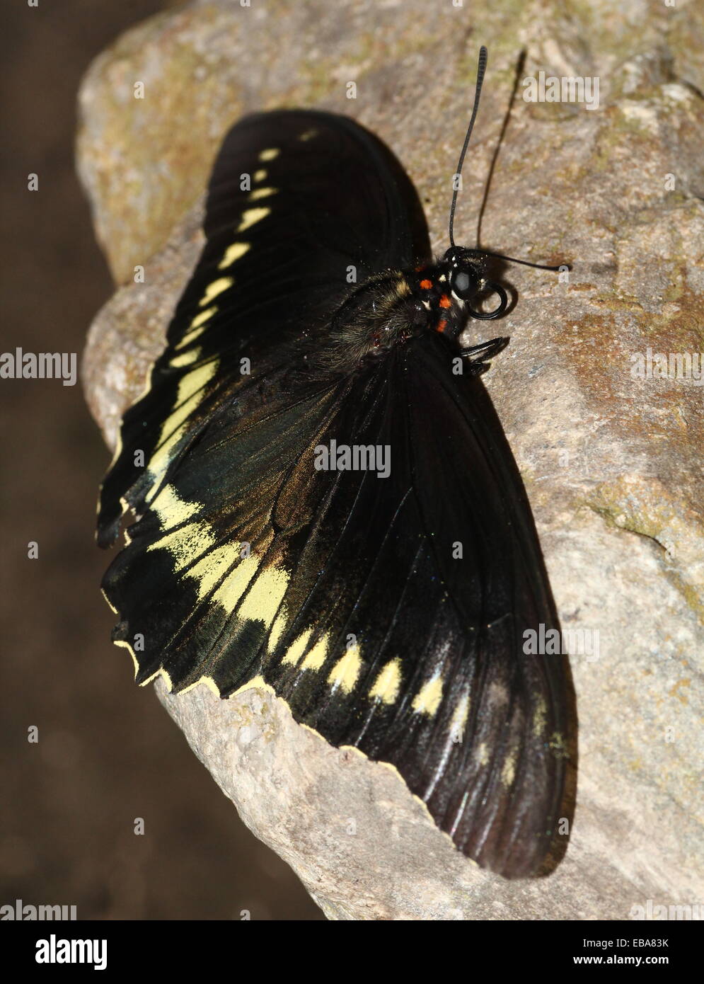 Gold Rim Swallowtail Butterfly (Battus polydamas) posing on a rock ...