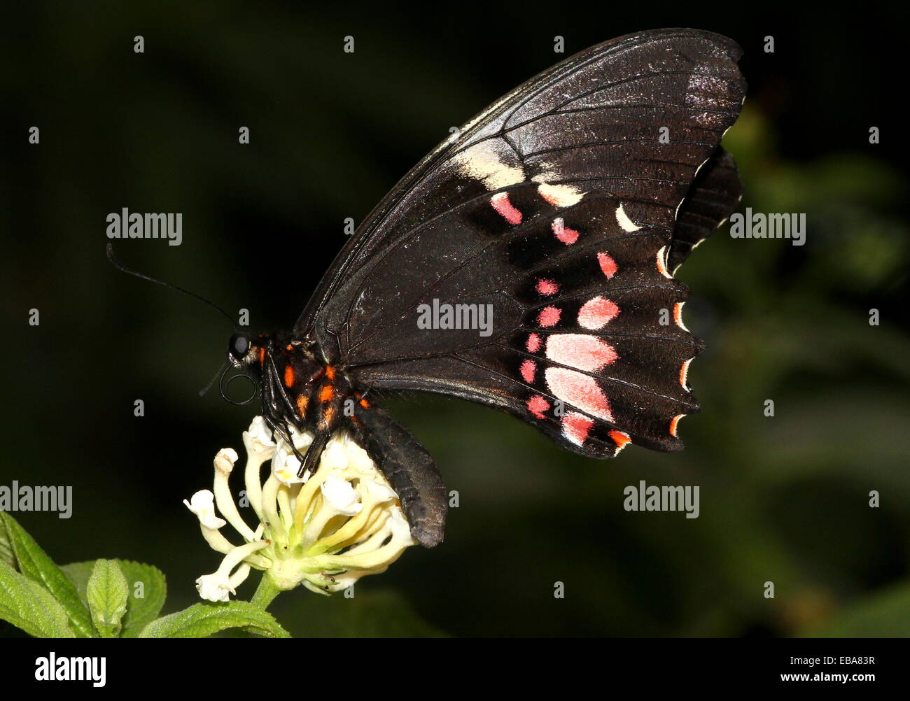 New World Ruby-spotted Swallowtail Butterfly (Papilio anchisiades ...