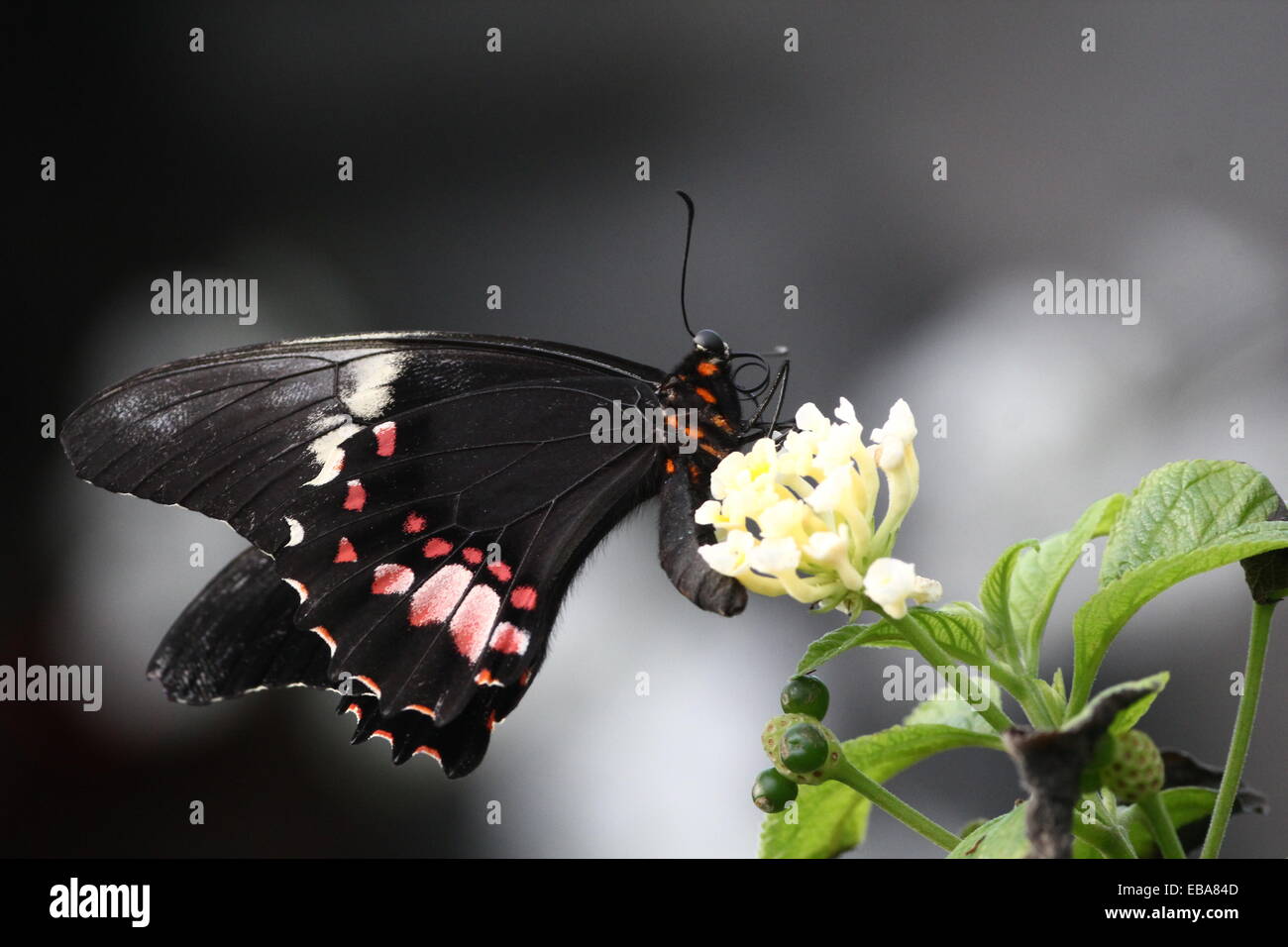 New World Ruby-spotted Swallowtail Butterfly (Papilio anchisiades ...