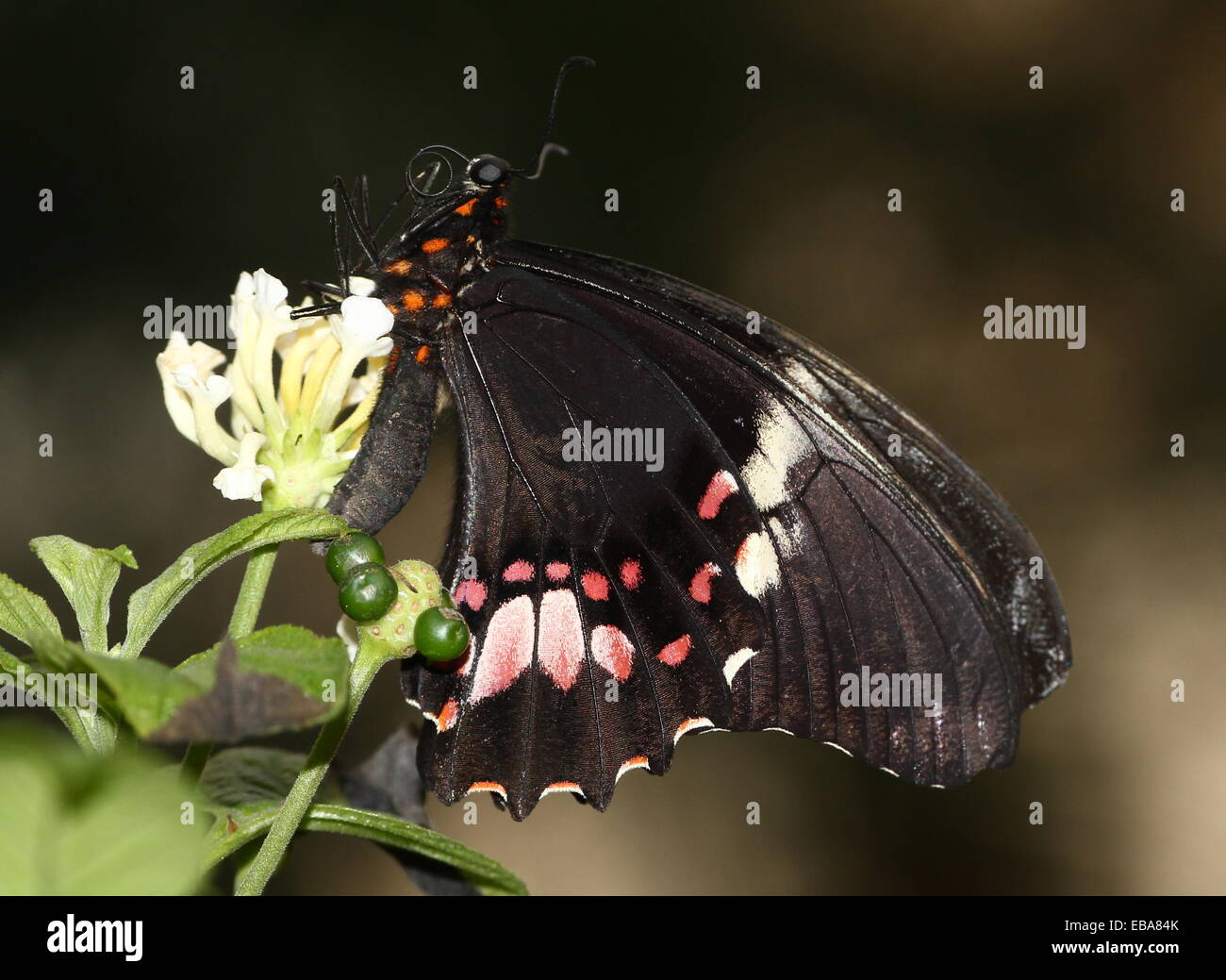 New World Ruby-spotted Swallowtail Butterfly (Papilio anchisiades ...