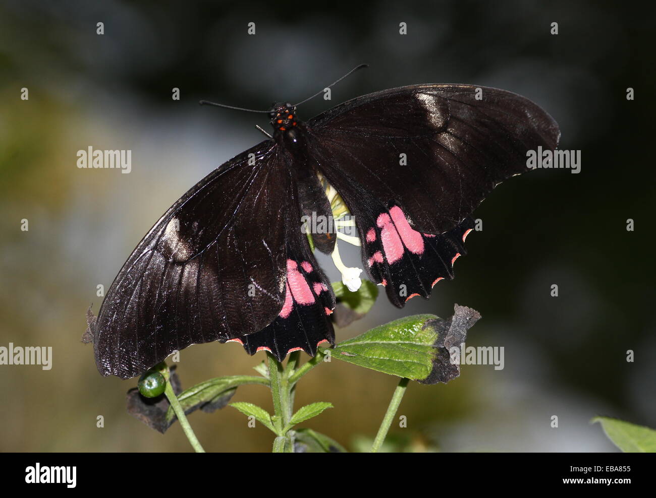 Spotted swallowtail butterfly hi-res stock photography and images - Alamy
