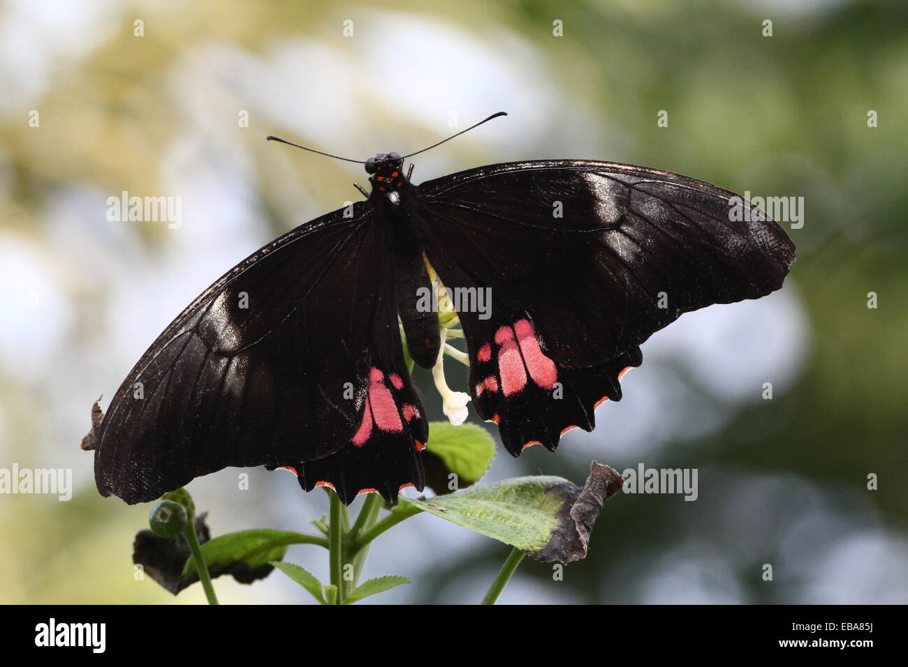 New World Ruby-spotted Swallowtail Butterfly (Papilio anchisiades ...