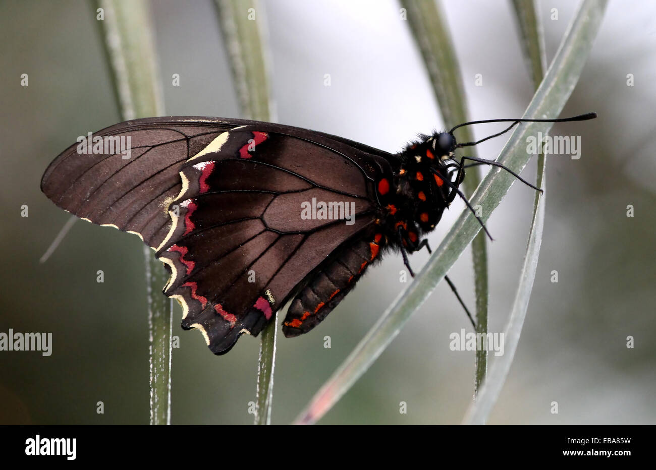 Gold Rim Swallowtail Butterfly (Battus polydamas), ventral view Stock ...