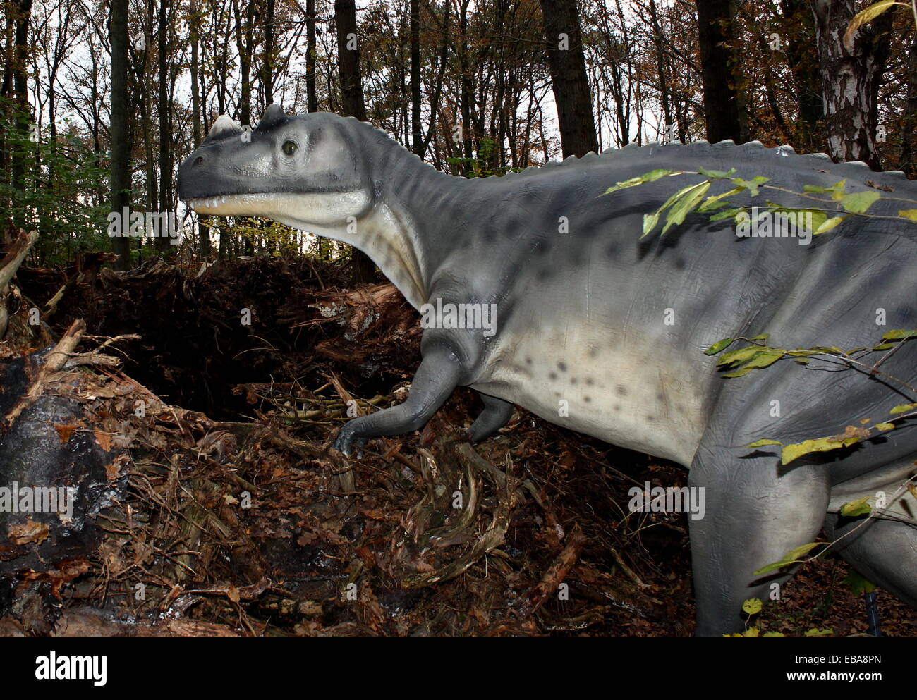 Large predator Ceratosaurus dinosaur. Lifelike dino statue from the ...