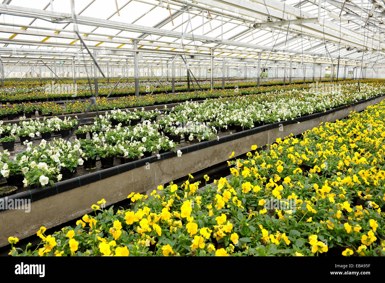 Horticultural farm hi-res stock photography and images - Alamy