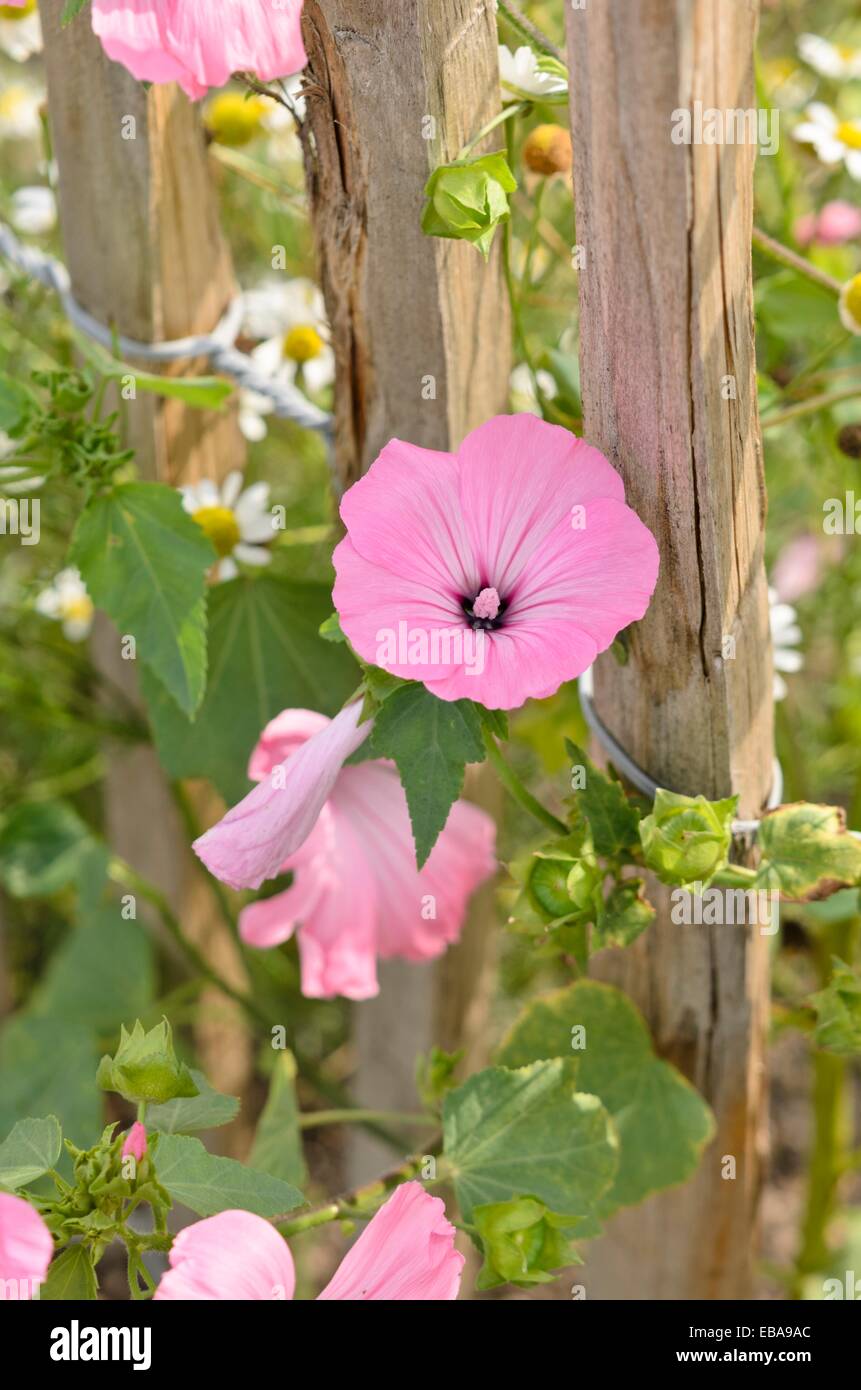 Annual tree mallow (Lavatera trimestris Stock Photo - Alamy