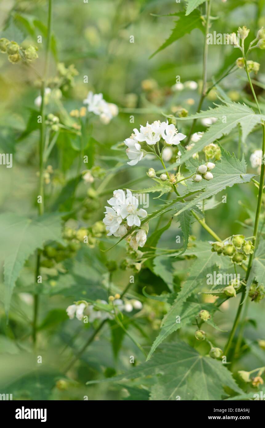 Virginia mallow (Sida hermaphrodita Stock Photo - Alamy