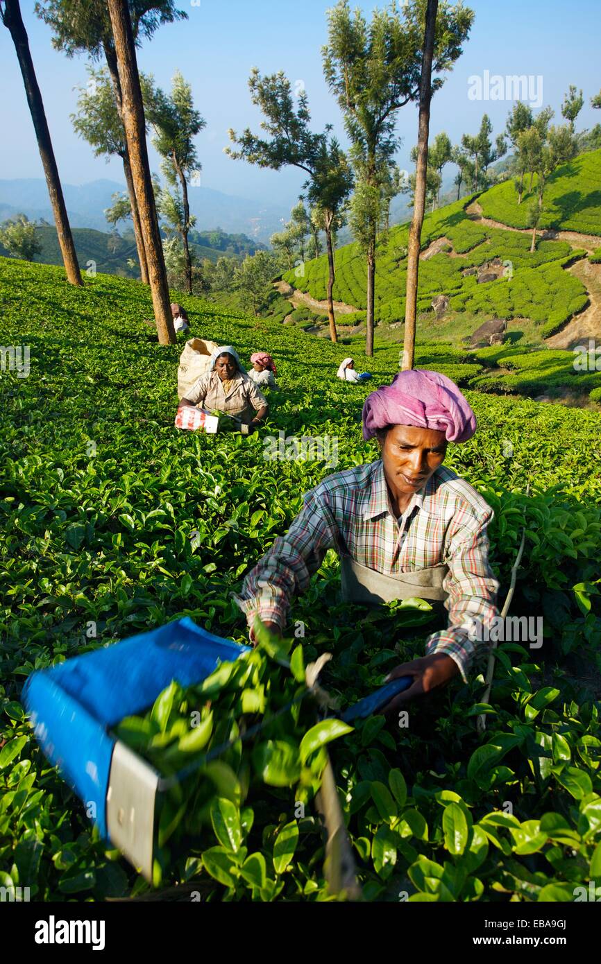Tea plantation harvest harvesting hi-res stock photography and images ...