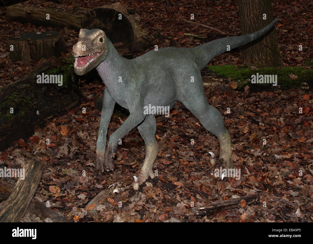 Predatory Velociraptor dinosaur, Cretaceous era Over 30 species of ...
