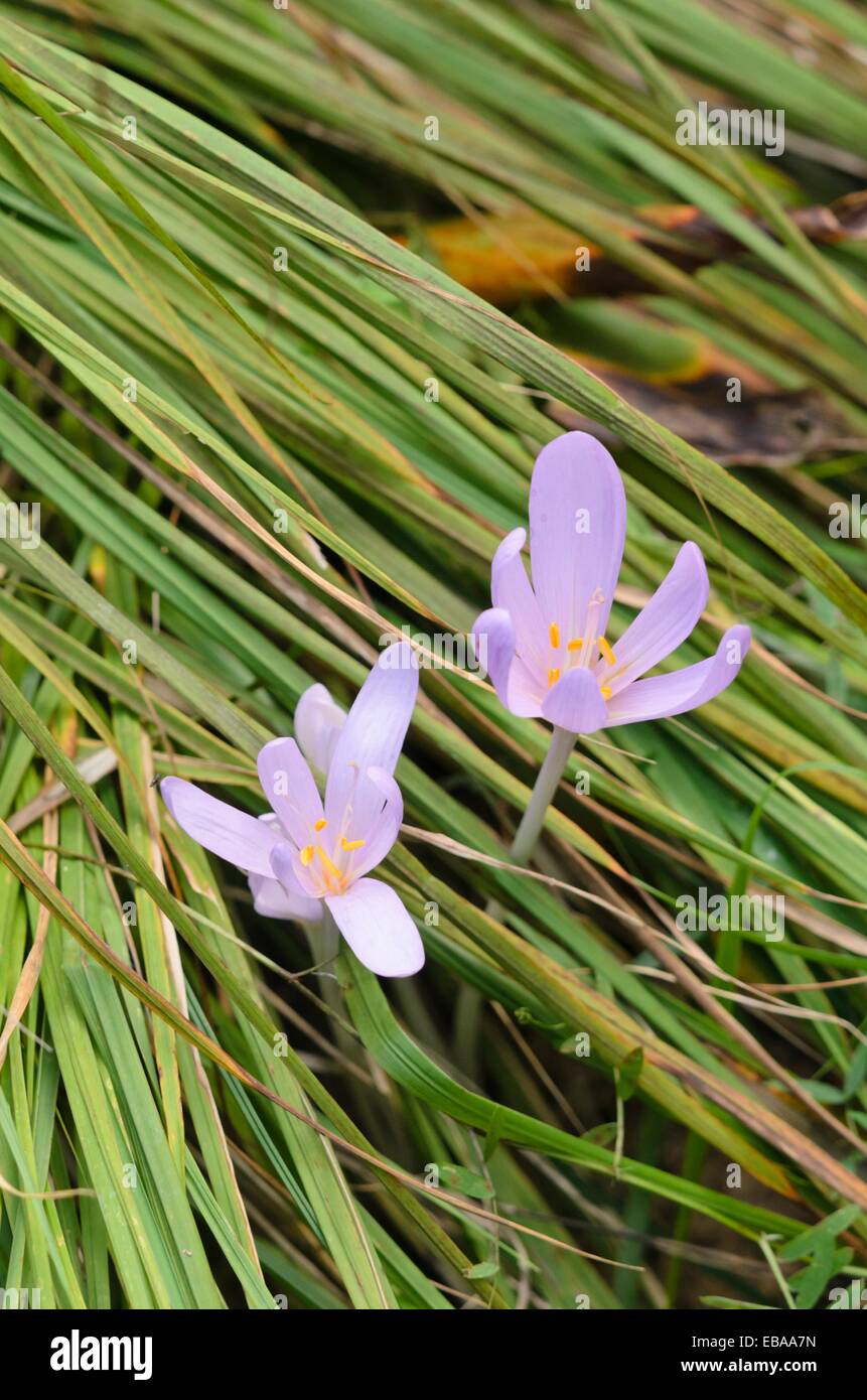 Colchicum autumnale autumn crocus hi-res stock photography and images ...