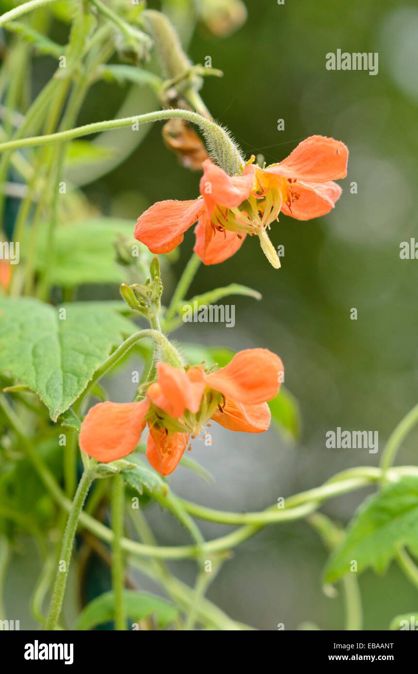 Plants loasaceae hi-res stock photography and images - Alamy