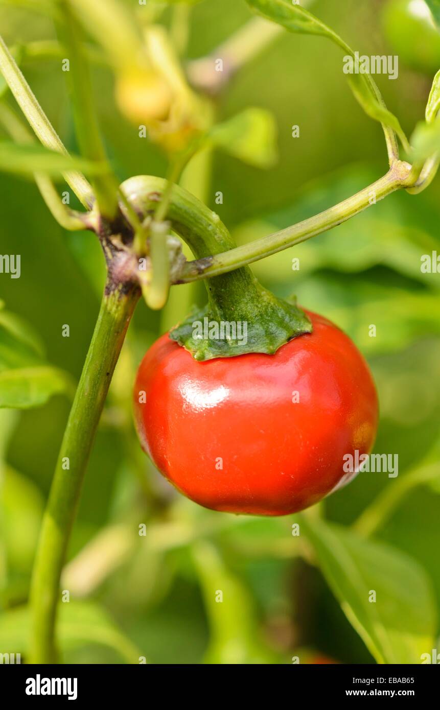 Ungarische hi-res stock photography and images - Alamy